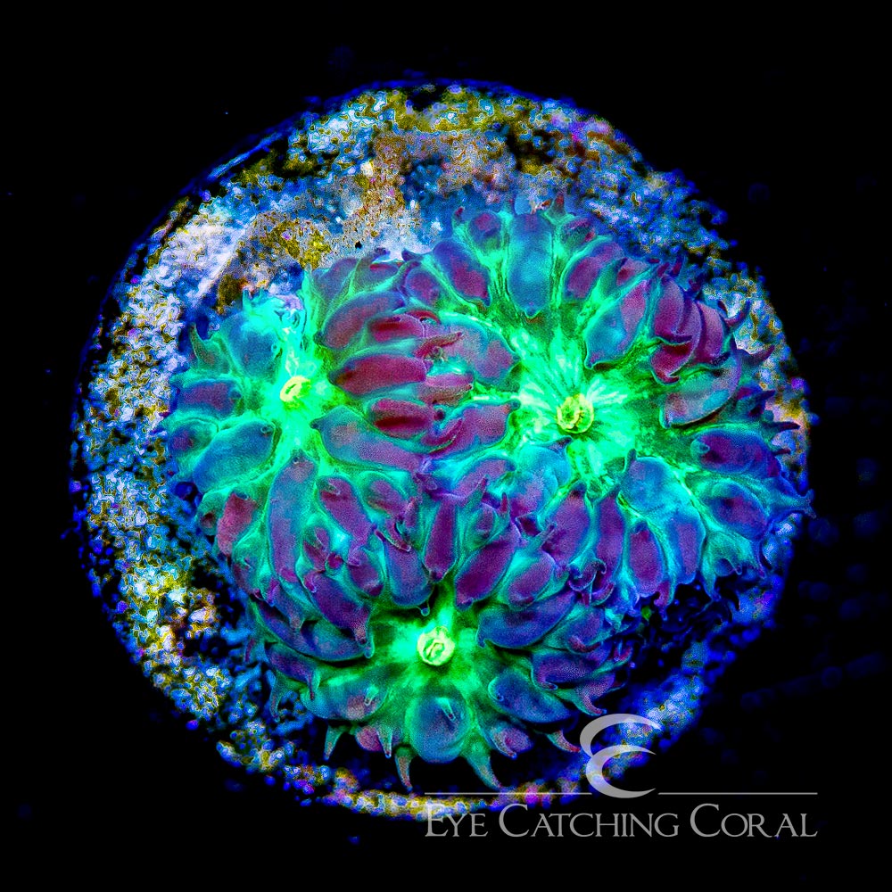 ECC Hawaiian Sunset Blastomussa Merletti – Reef eScape