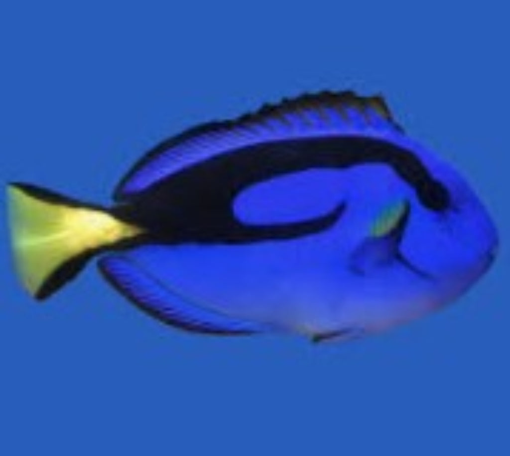 Hippo Tang- (S) – Reef eScape